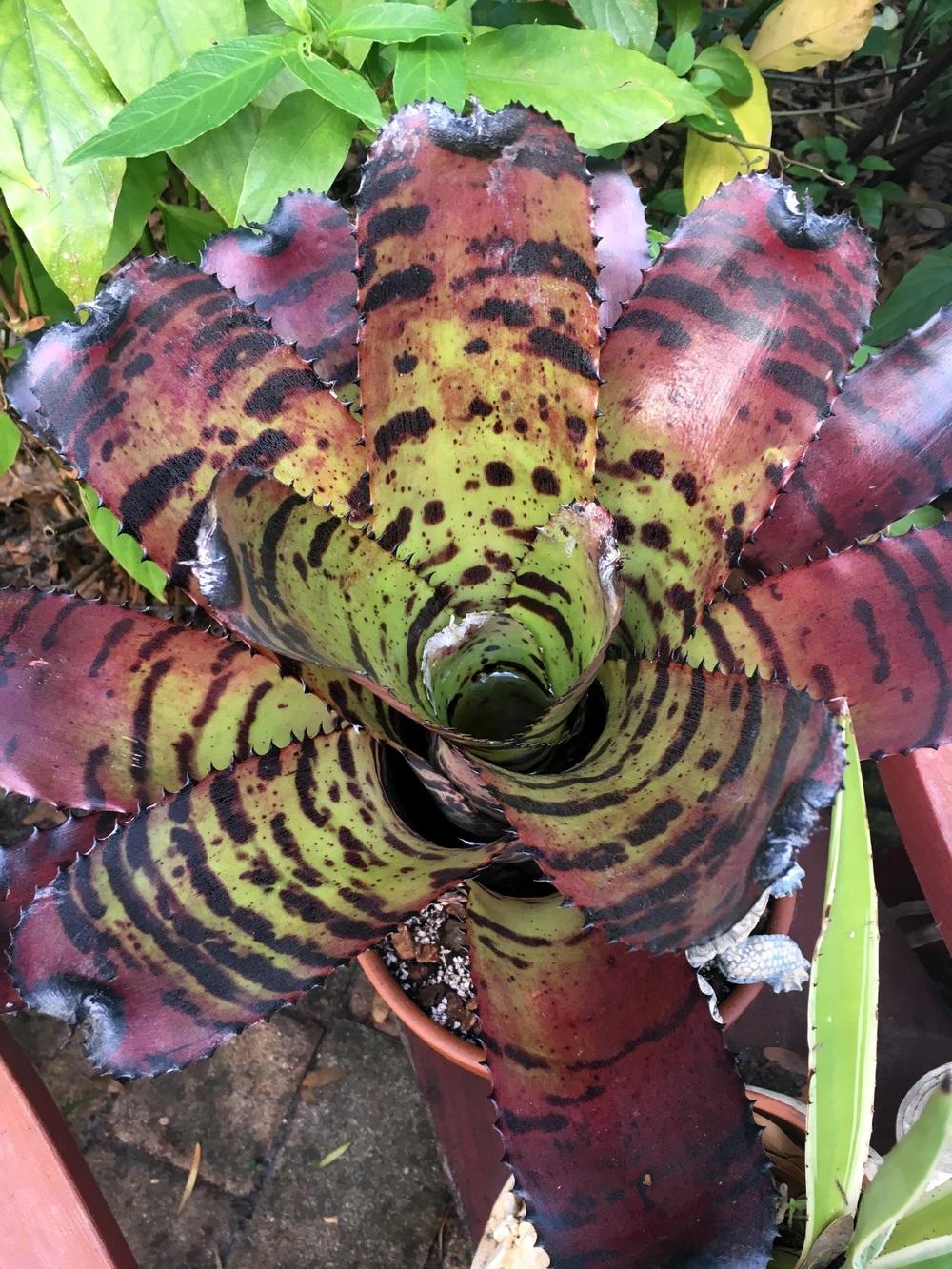 Photo of the entire plant of Bromeliad (Neoregelia carcharodon 'Skotak ...
