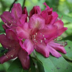 Rhododendron 'Edward S. Rand' in the Rhododendrons Database - Garden.org