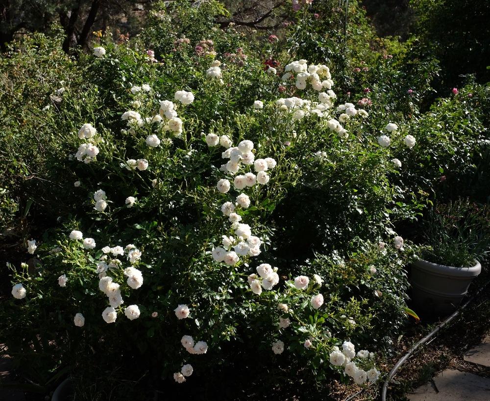 Rose vigor in the Roses forum - Garden.org