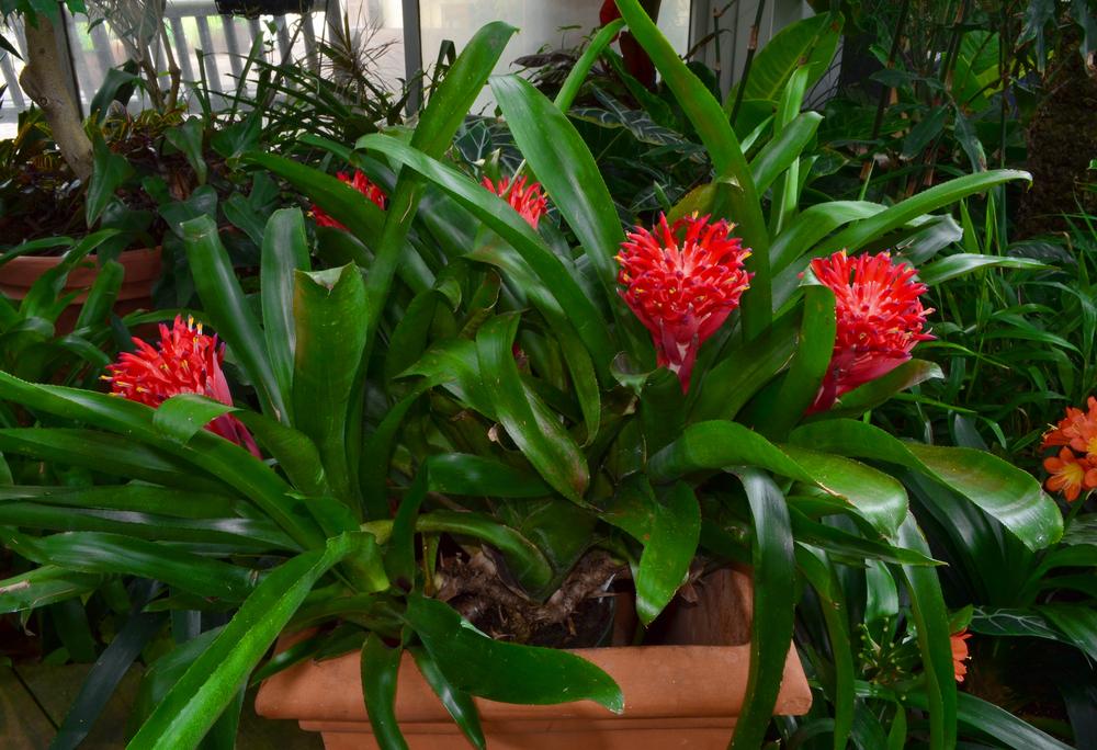 Photo of the entire plant of Flaming Torch (Billbergia pyramidalis ...