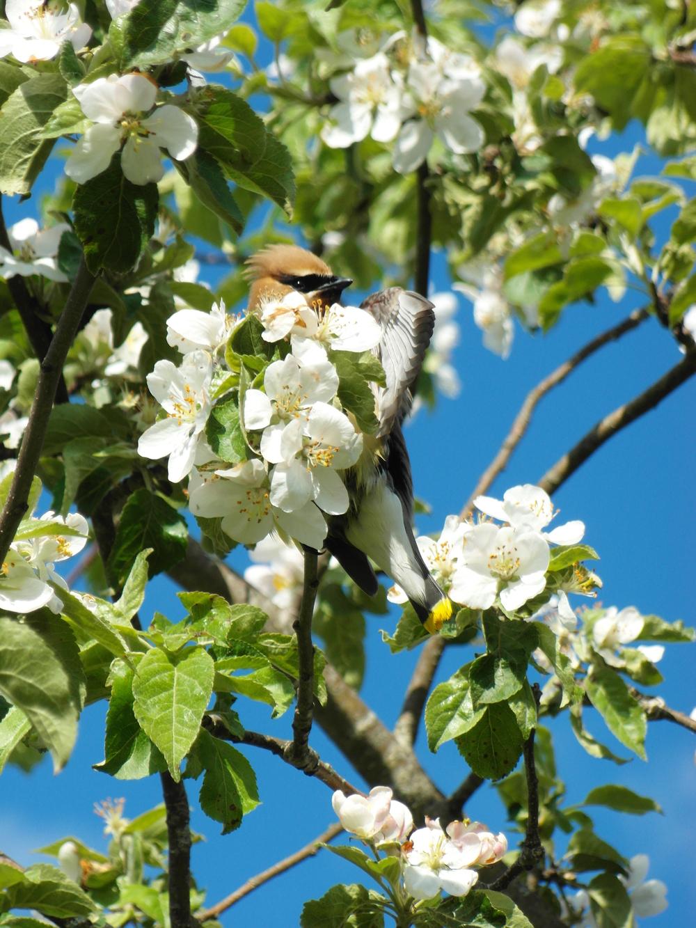 Common Crab Apple (Malus sylvestris) in the Apples Database - Garden.org