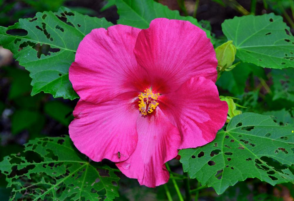 Confederate Rose Mallow (Hibiscus mutabilis 'Rubrus') in the Hibiscus ...