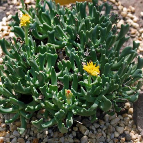 Elkhorn Plant (Rhombophyllum dolabriforme) - Garden.org