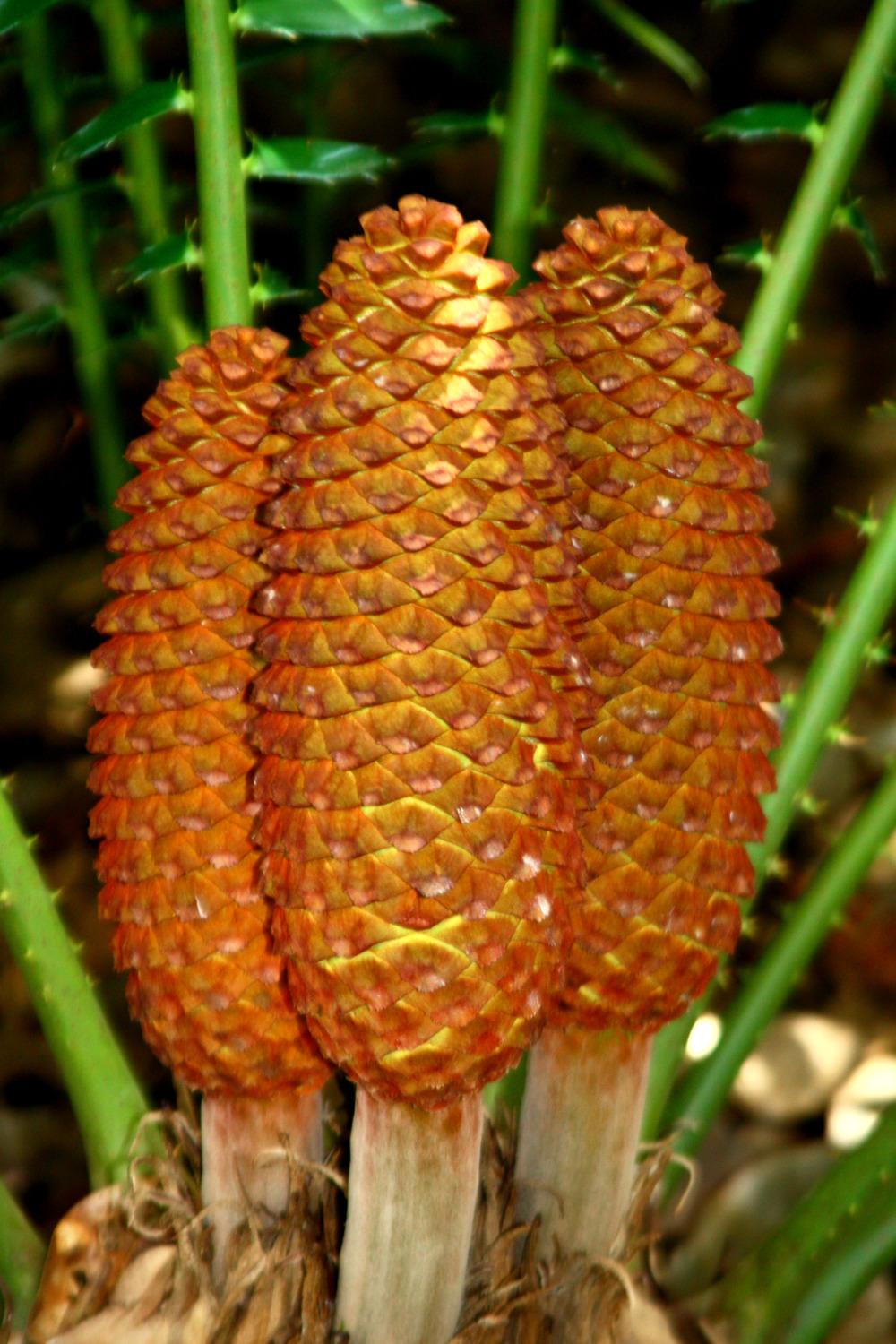 Encephalartos (Encephalartos gratus) - Garden.org