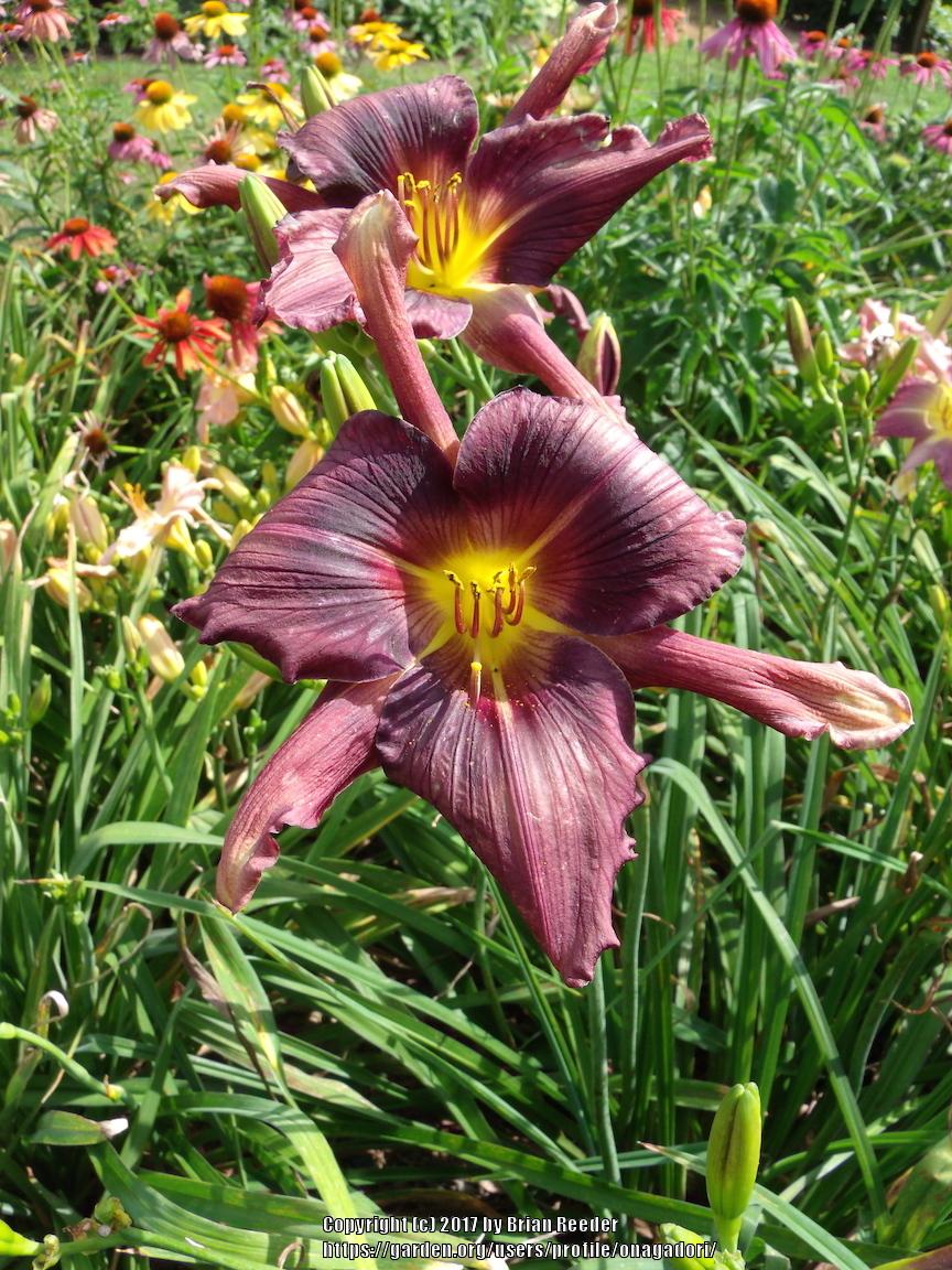 Photo of the bloom of Daylily (Hemerocallis 'Vorlon Encounter Suit') posted by onagadori ...