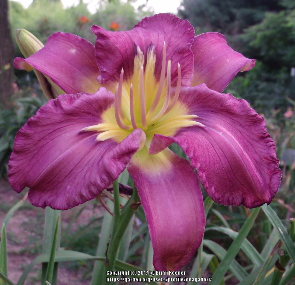 Daylily (Hemerocallis 'Lavender Feathers') in the Daylilies Database - Garden.org