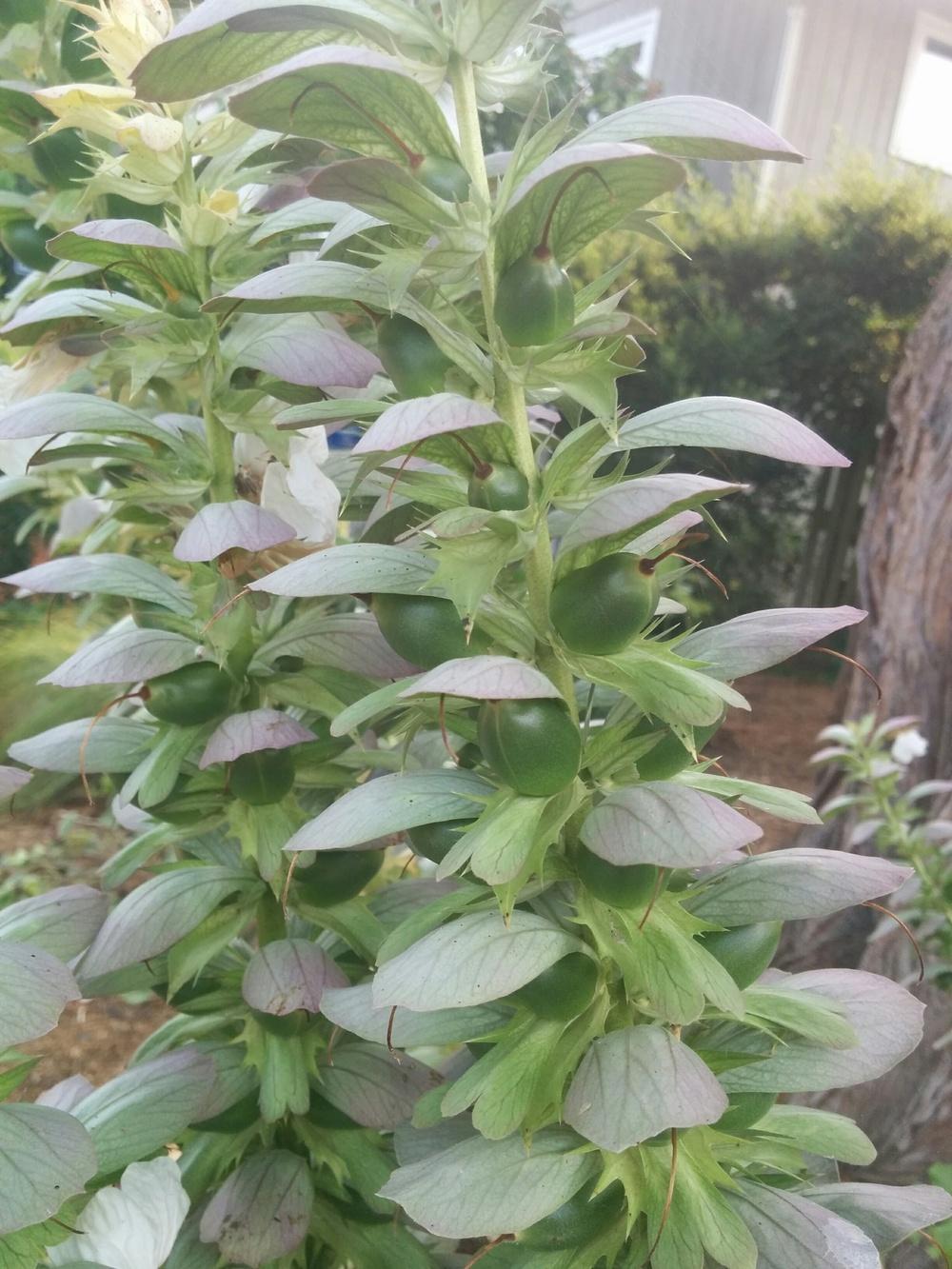 Some sort of sprawling leafy, stalky thing in the Plant ID forum ...