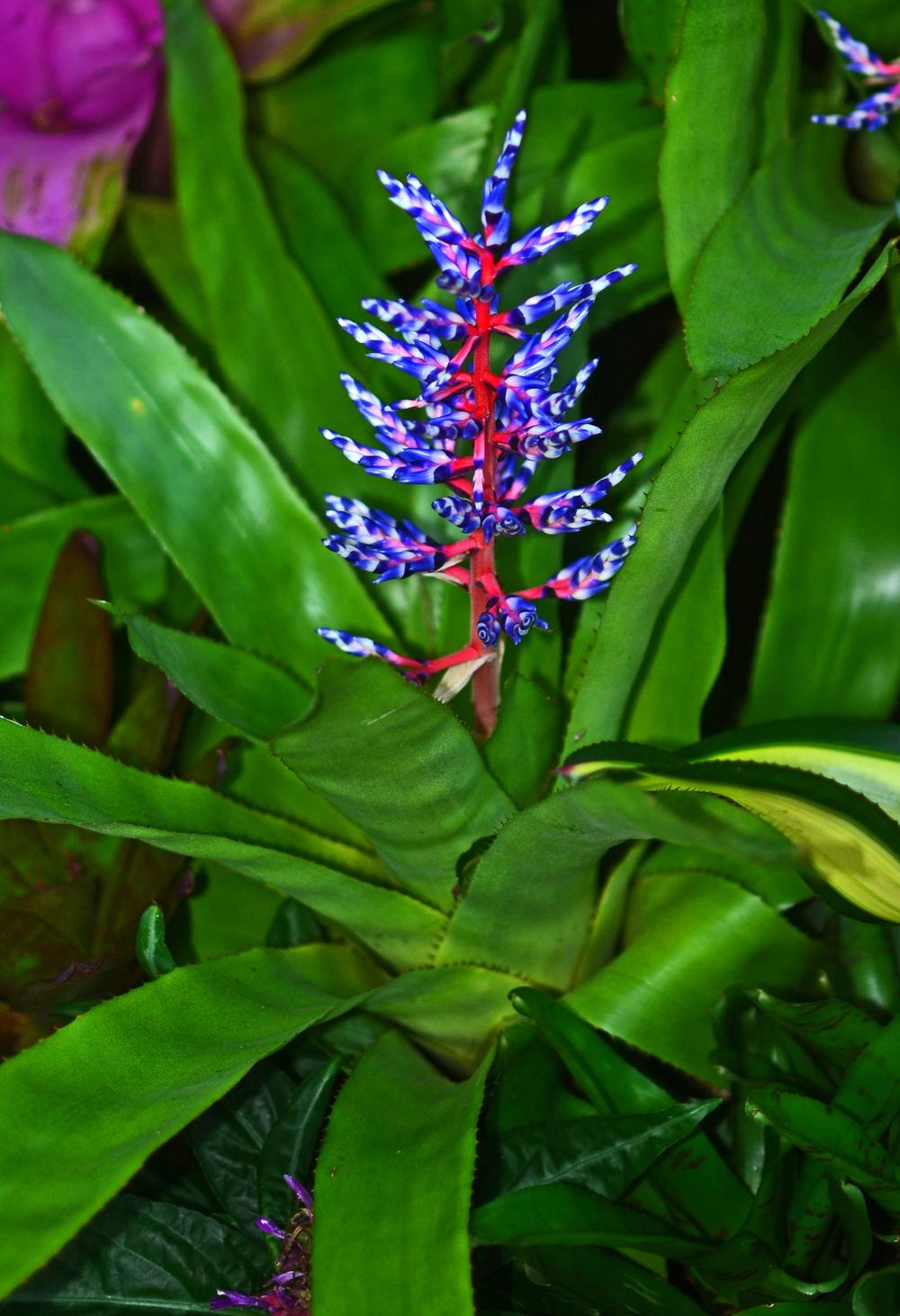 Photo of the entire plant of Dwarf Blue Tango Bromeliad (Aechmea 'Del ...