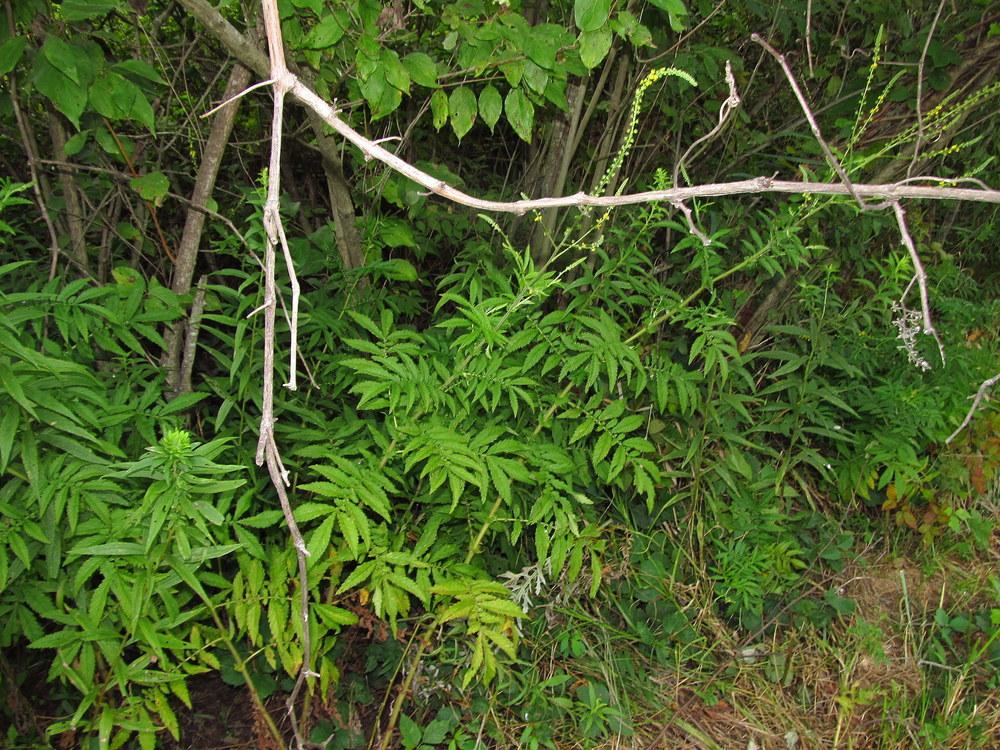 Photo of the entire plant of Swamp Agrimony (Agrimonia parviflora ...