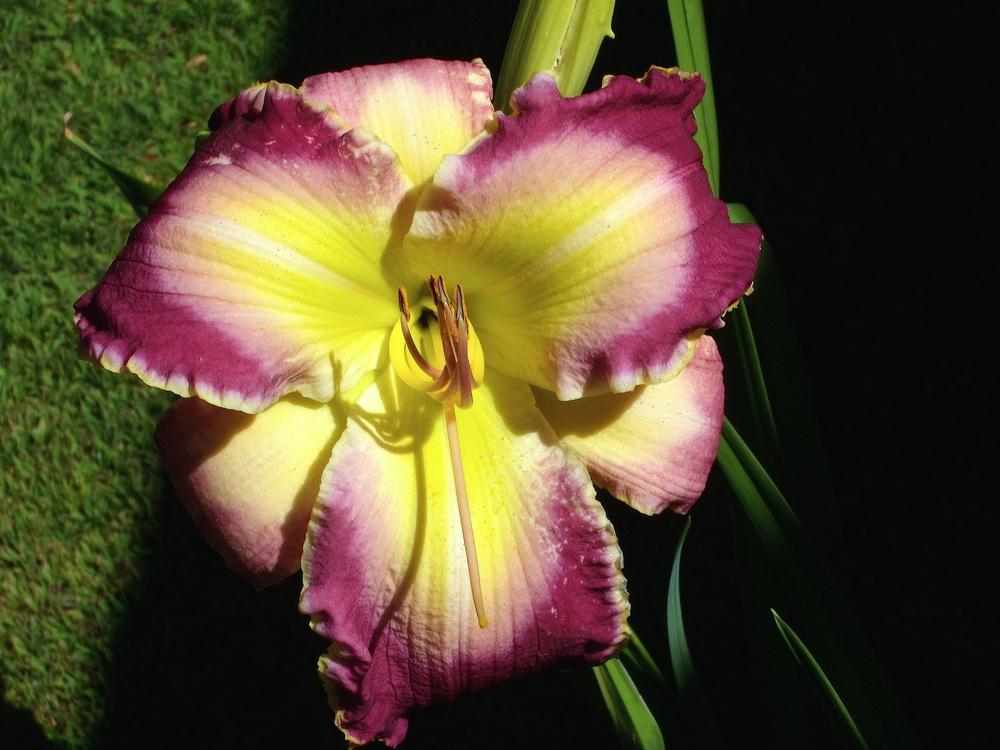 Photo of the bloom of Daylily (Hemerocallis 'Good Golly') posted by ...