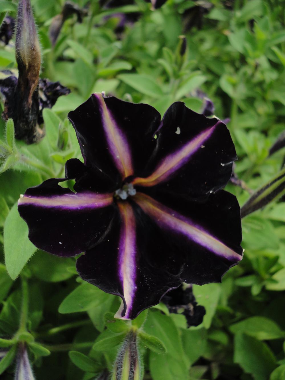 Petunias: Plant Care and Collection of Varieties - Garden.org