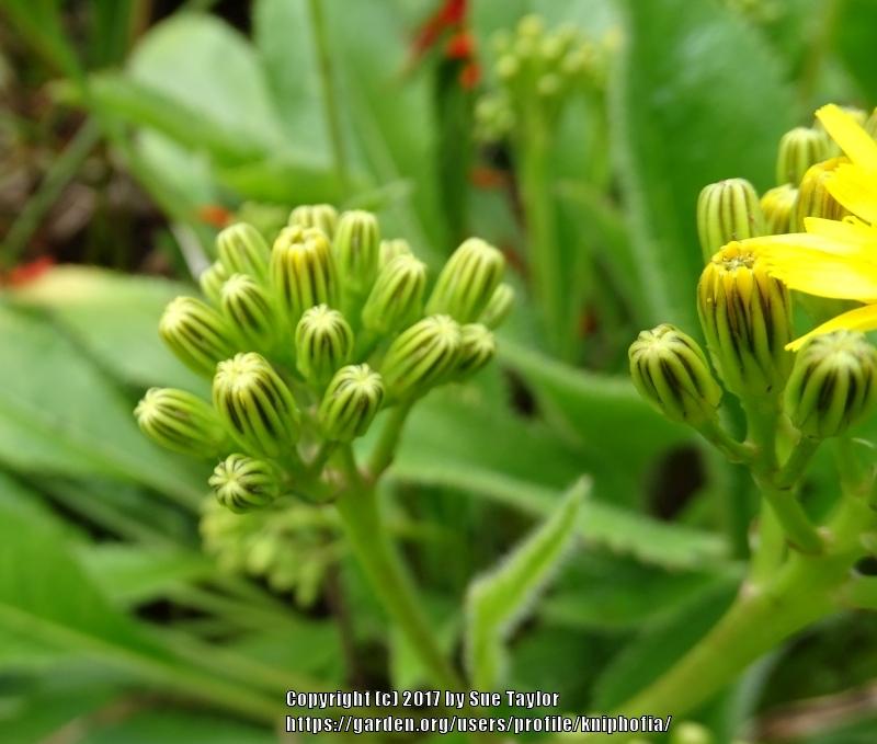 Microseris (Microseris ringens) - Garden.org