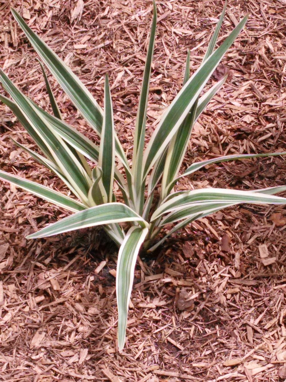 Photo of the entire plant of Variegated Flax Lily (Dianella tasmanica ...