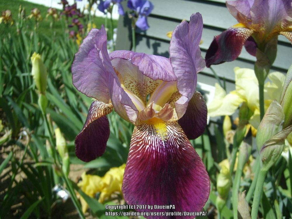 Tall Bearded Iris (Iris 'Mary Elizabeth') in the Irises Database ...