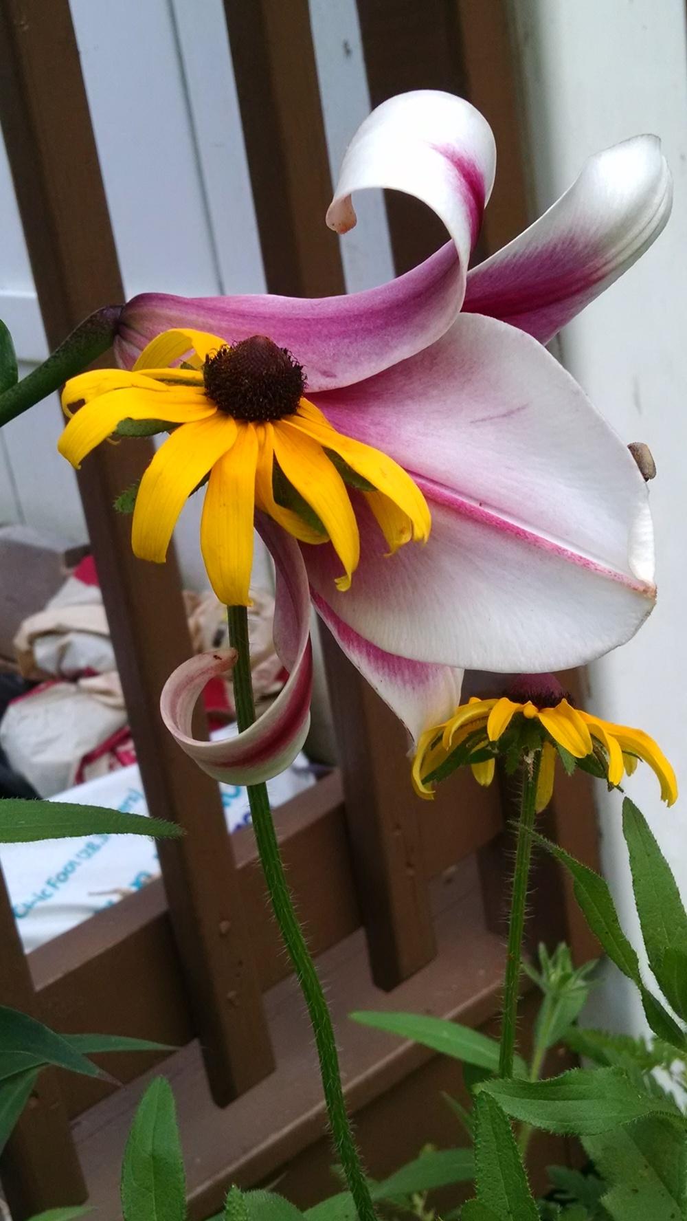 Viewing post #1524402 by joannakat - Garden.org