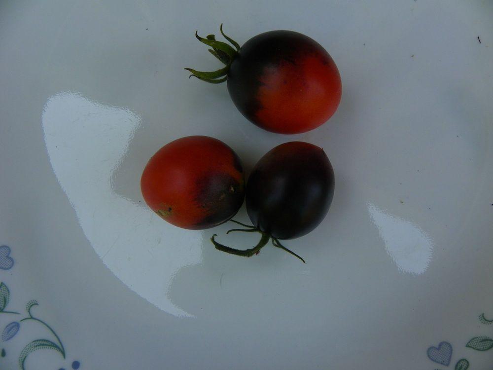 Tomato (Solanum lycopersicum 'Indigo Ruby') in the Tomatoes Database ...
