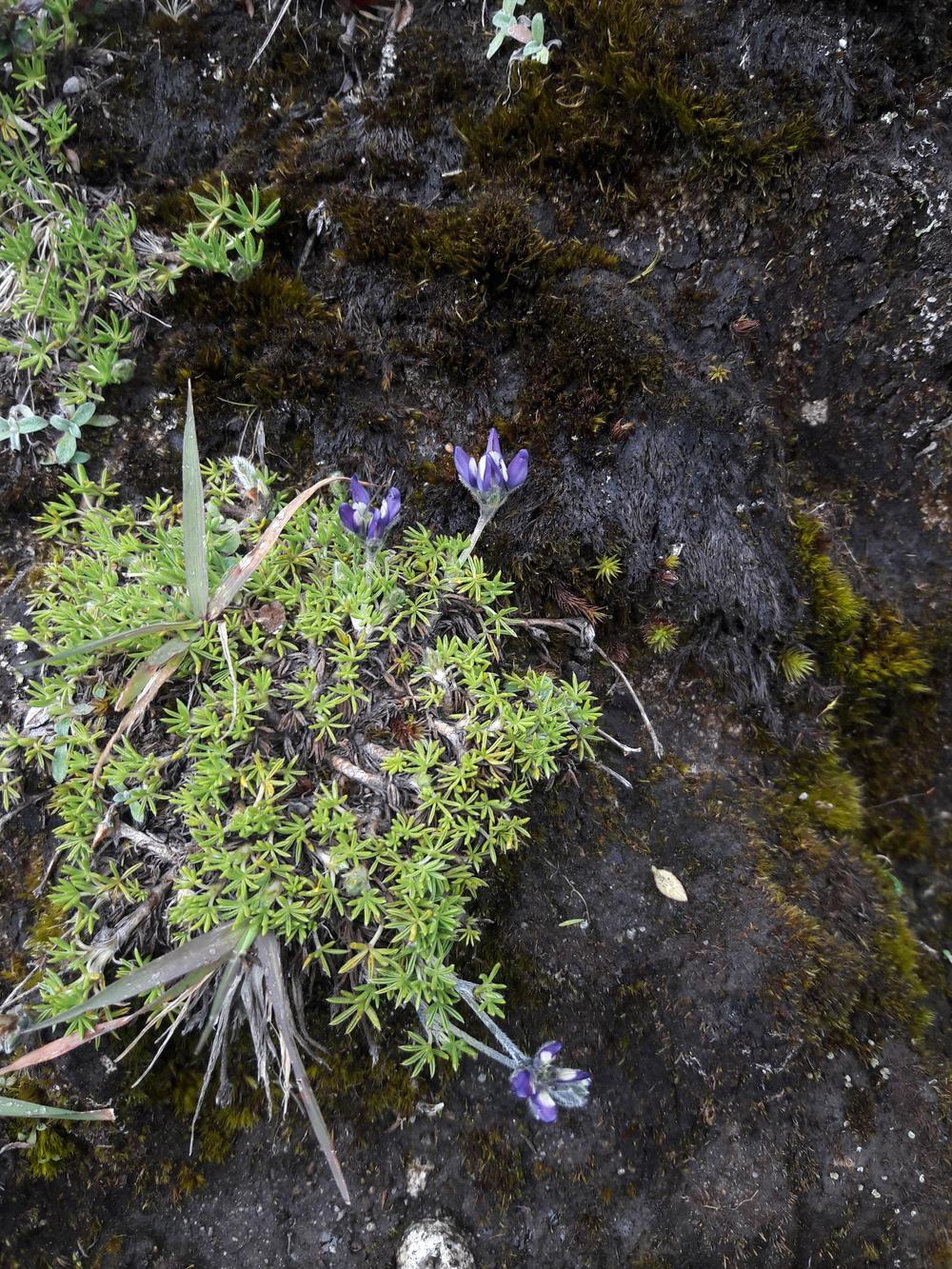 Lupine (Lupinus microphyllus) - Garden.org