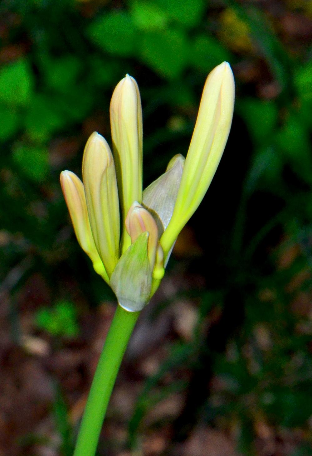 Photo of the closeup of buds, sepals and receptacles of White Spider ...