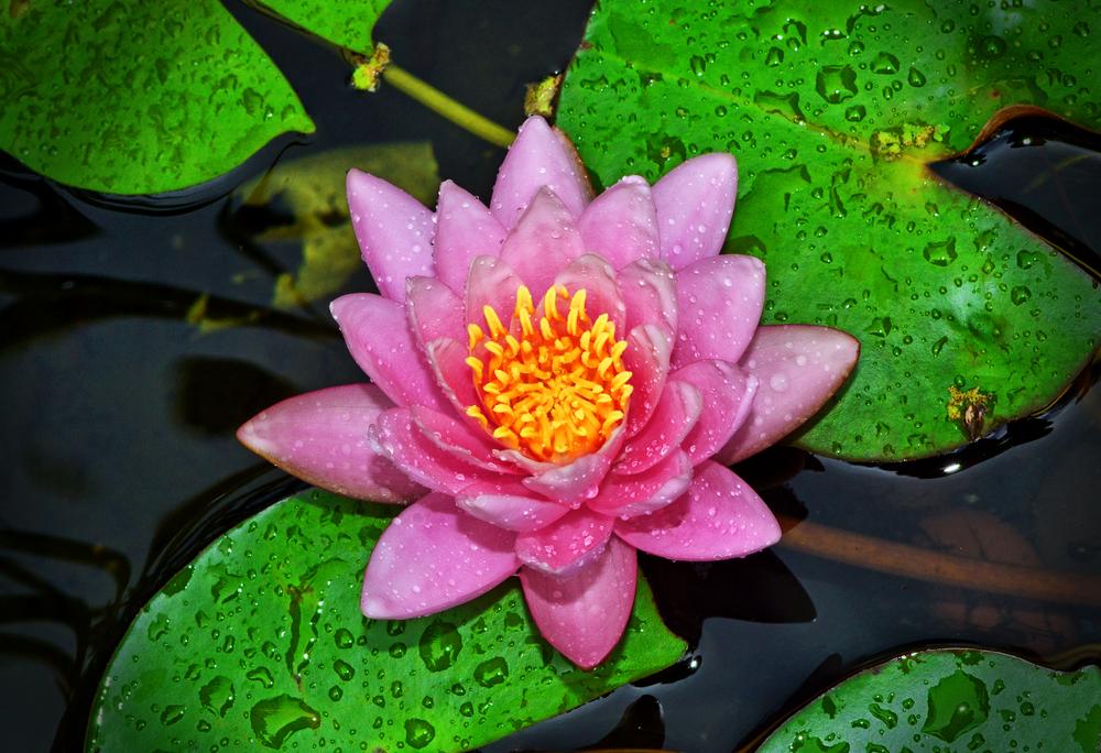 Photo of the bloom of Tropical Waterlily (Nymphaea 'Pink Perfection ...