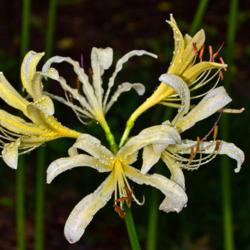 White Spider Lily (Lycoris x albiflora) in the Surprise Lilies (Lycoris ...