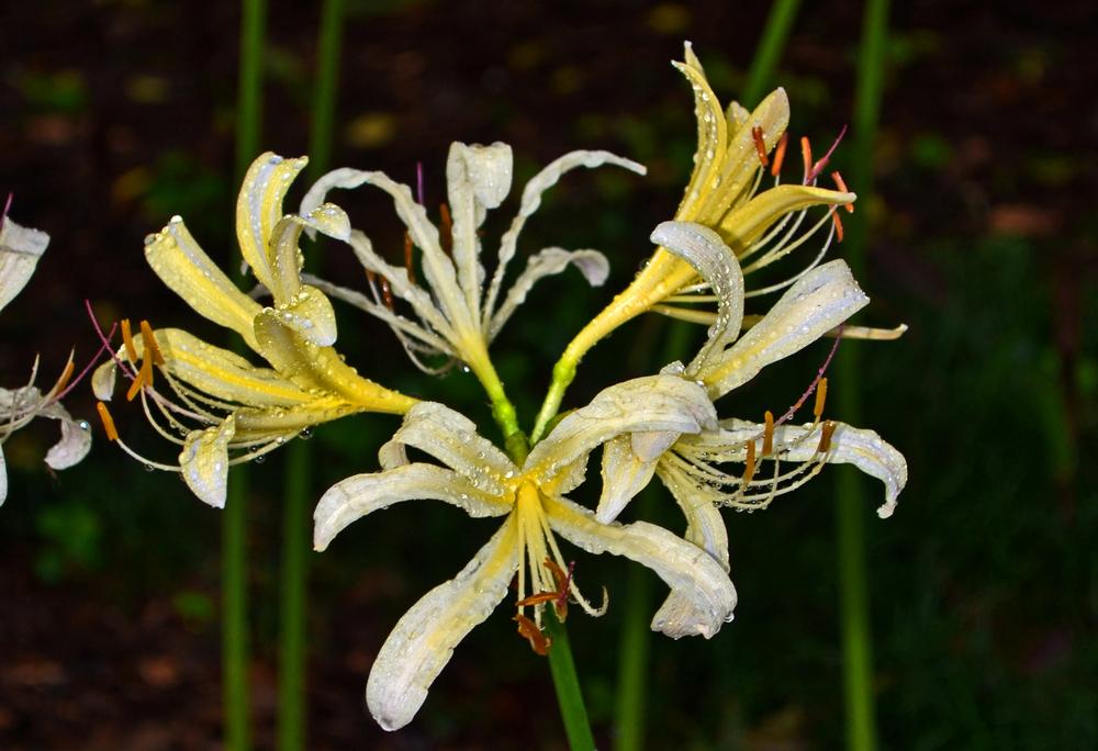 Photo of the bloom of White Spider Lily (Lycoris x albiflora) posted by ...