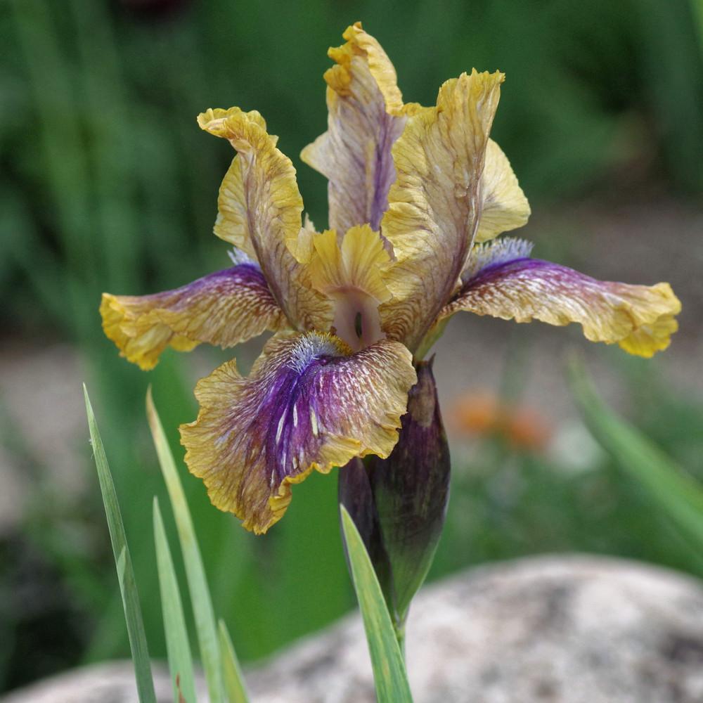 Photo of the bloom of Arilbred Iris (Iris 'Eastern Blush') posted by ...