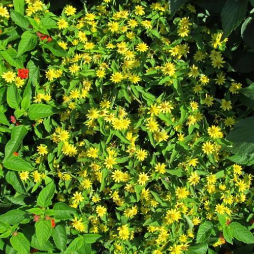 Melampodium (Melampodium divaricatum 'Lemon Delight') - Garden.org