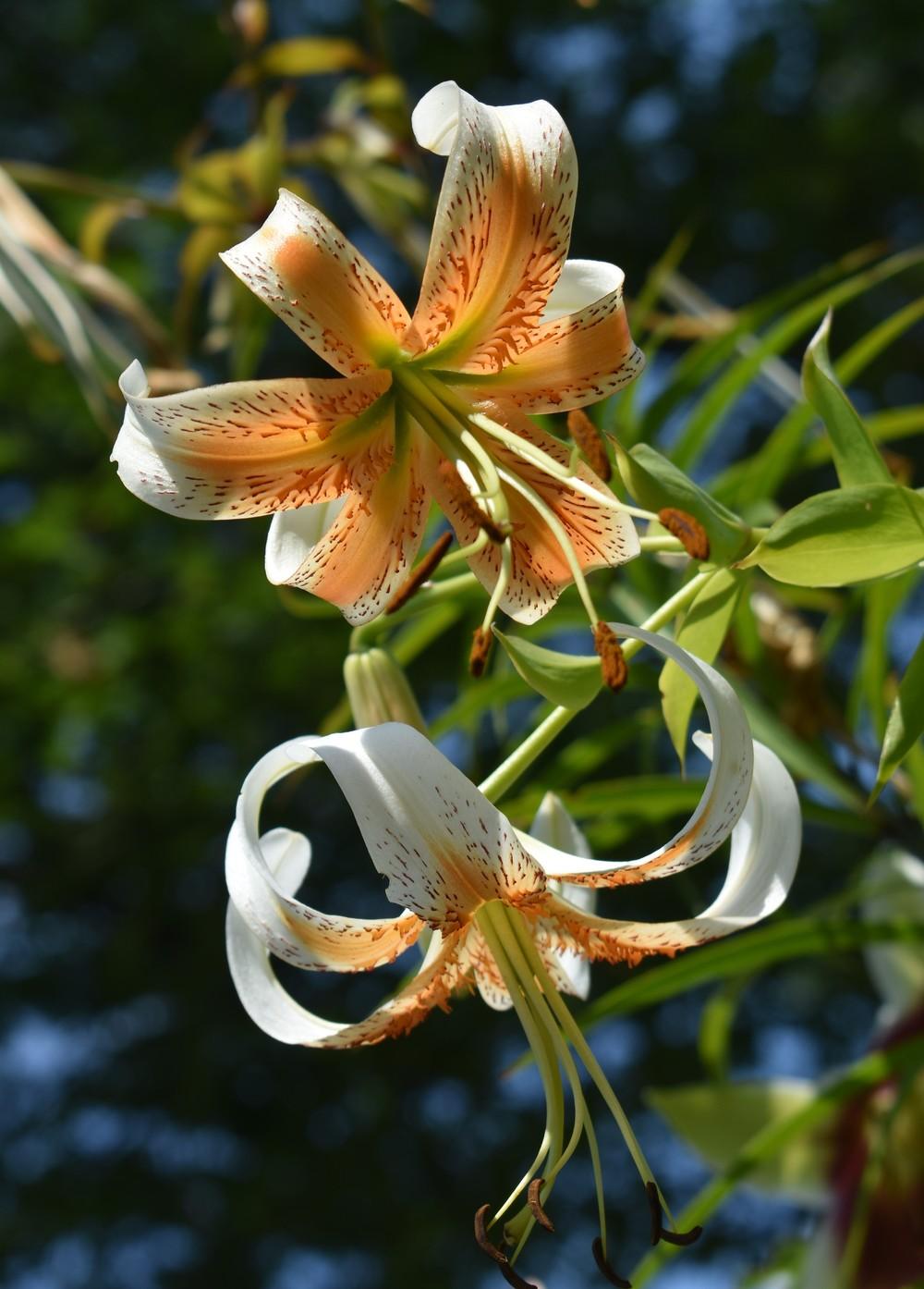 Photo of the bloom of Lily (Lilium 'Lady Alice') posted by pixie62560 ...