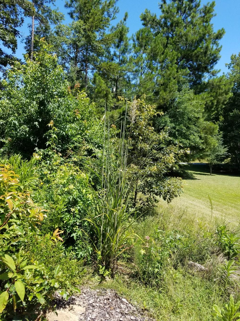 Reedy grass ID in the Plant ID forum - Garden.org