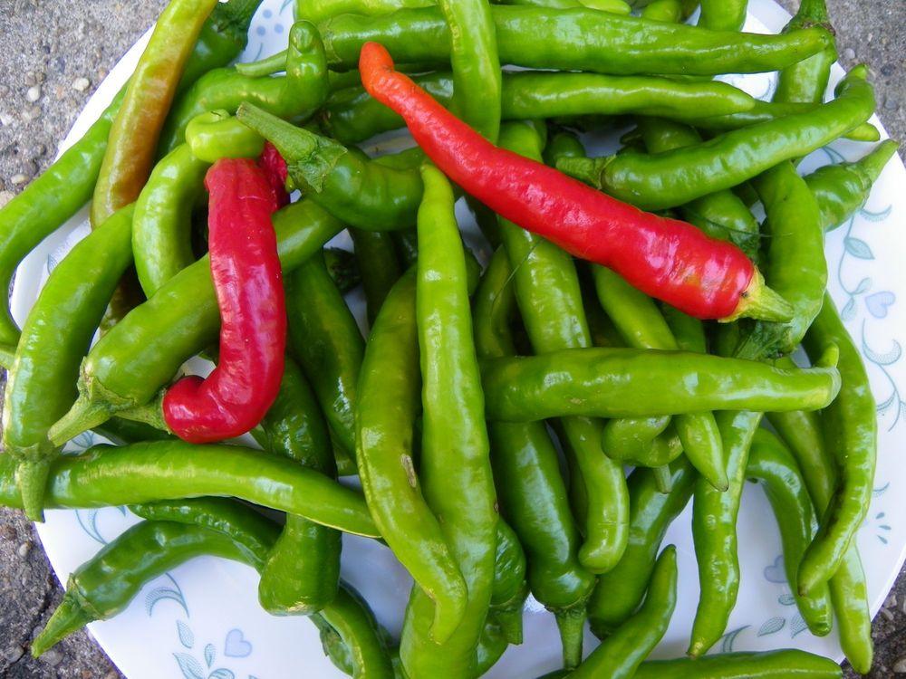 Sweet Pepper (Capsicum annuum 'Fushimi') in the Peppers Database ...
