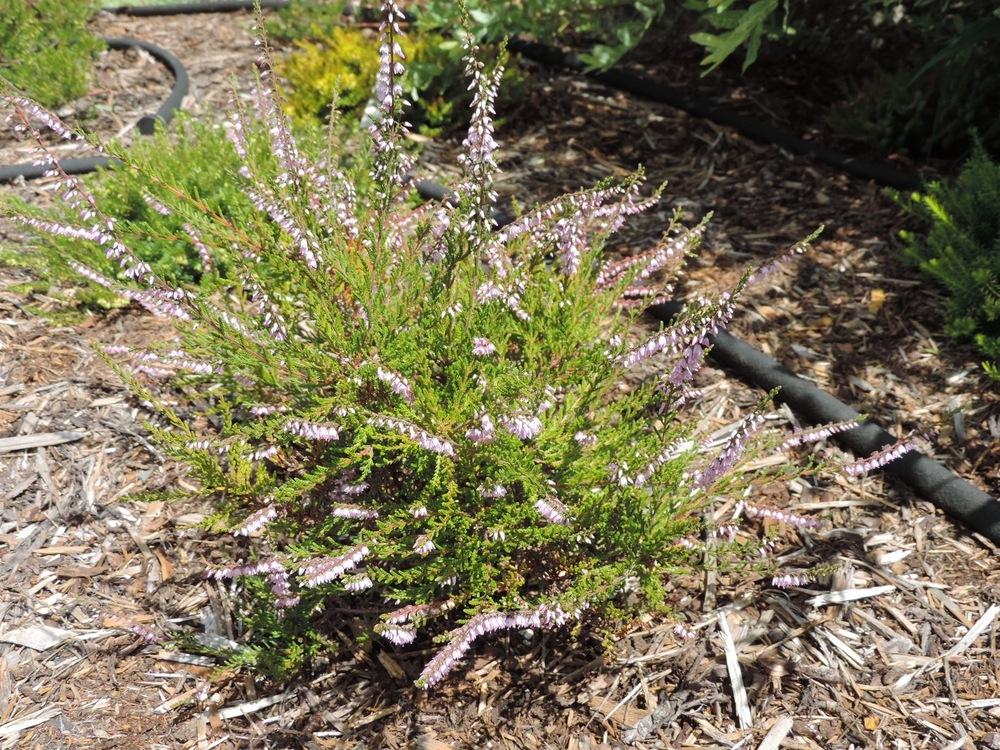 Scotch Heather (Calluna vulgaris 'Red Fred') - Garden.org