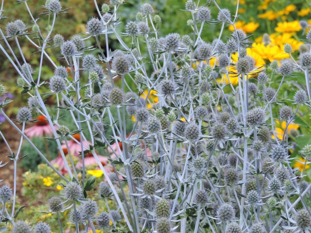 Photo of the bloom of Globe Thistle (Echinops ruthenicus 'Platinum Blue ...