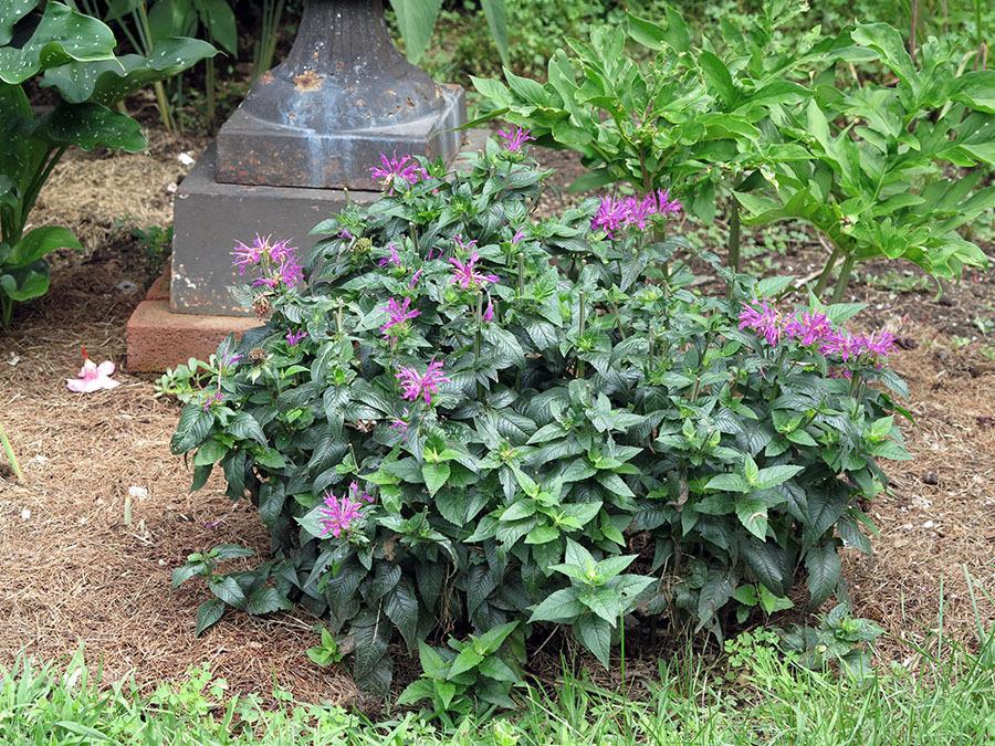 Photo of the entire plant of Bee Balm (Monarda didyma Grand Parade ...