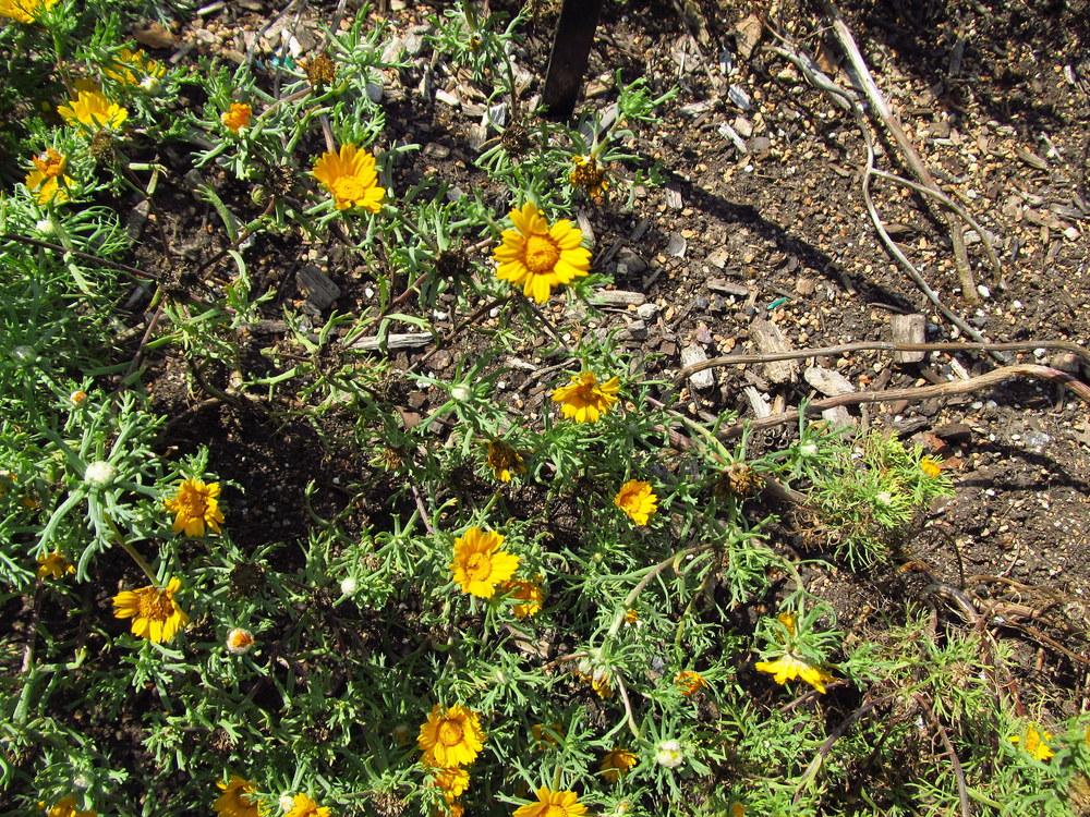 Gold of Araby (Cladanthus arabicus) - Garden.org
