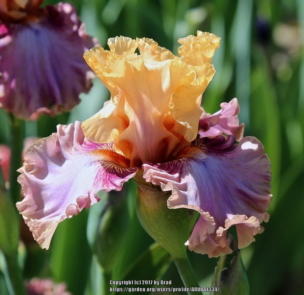 Photo of the bloom of Tall Bearded Iris (Iris 'Tropical Treasure ...