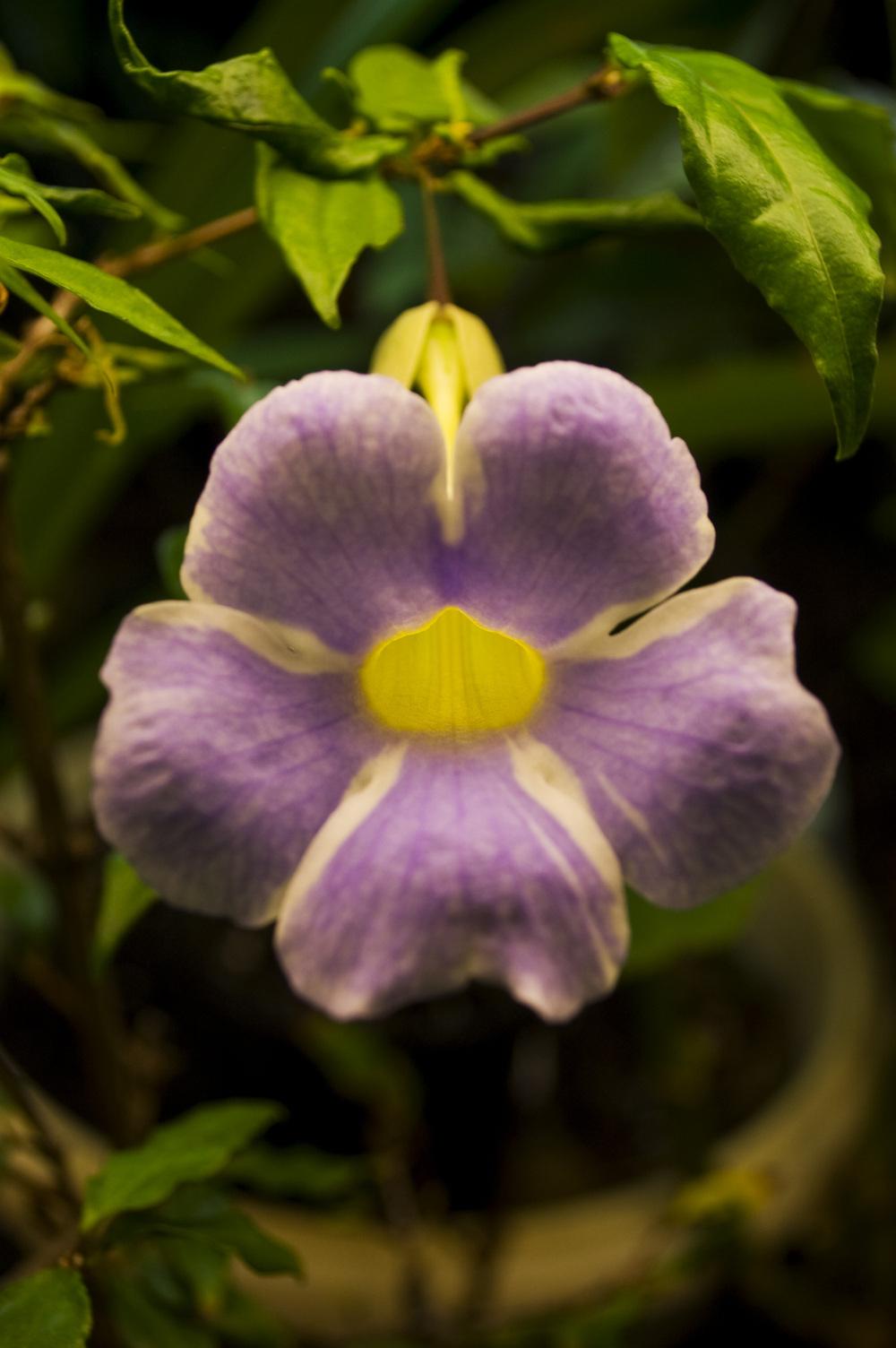 Bush Clock Vine (Thunbergia erecta 'Fairy Moon') - Garden.org