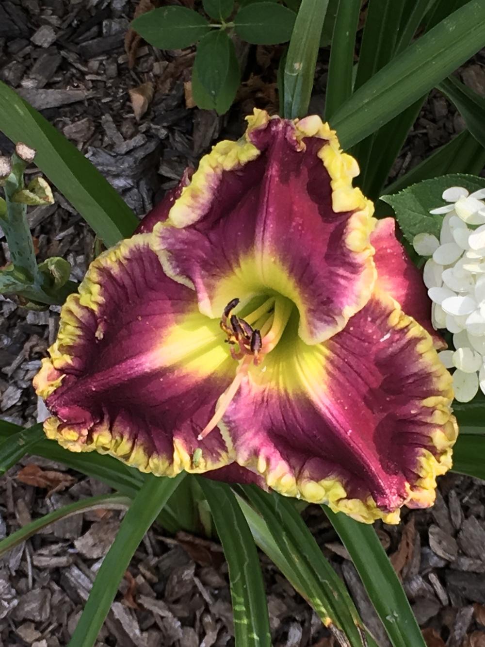Daylily (Hemerocallis 'Bella Note') in the Daylilies Database - Garden.org