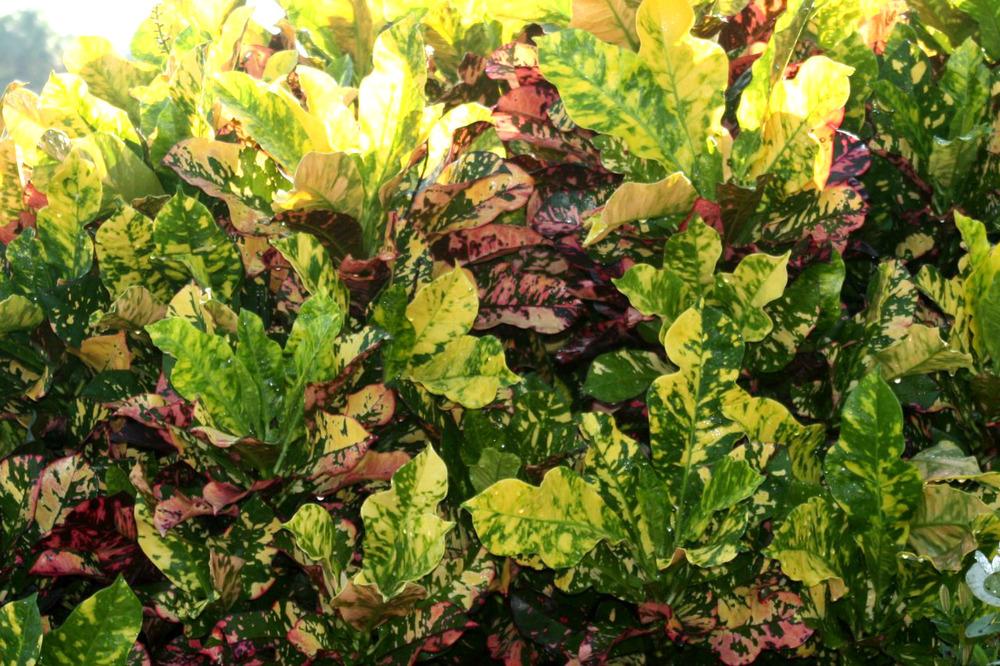 Photo of the leaves of Croton (Codiaeum variegatum 'Magnificent ...