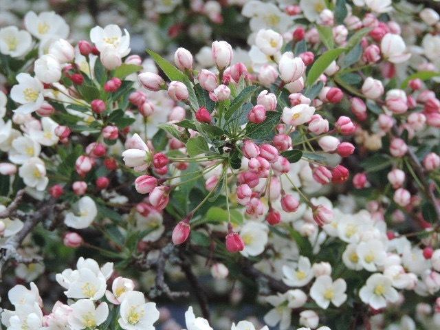 Sargent Crabapple (Malus sieboldii subsp. sieboldii 'Tina') in the ...