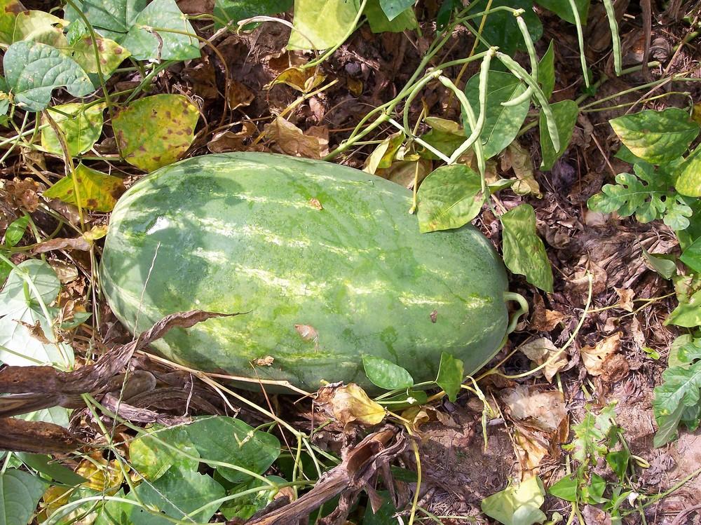 Watermelons: Plant Care and Collection of Varieties - Garden.org
