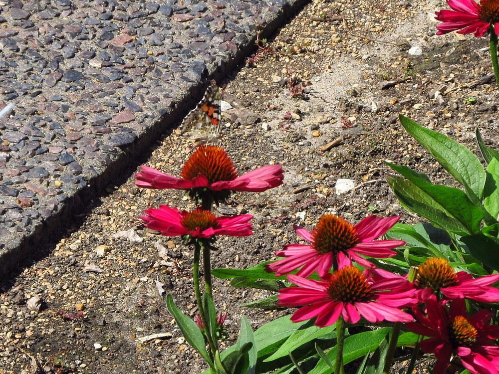 Photo of the cone of Coneflower (Echinacea Kismet® Raspberry) posted by ...
