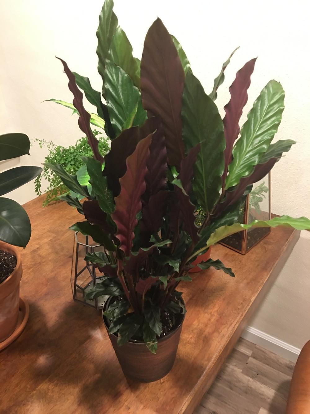 Calathea ID in the Houseplants forum - Garden.org