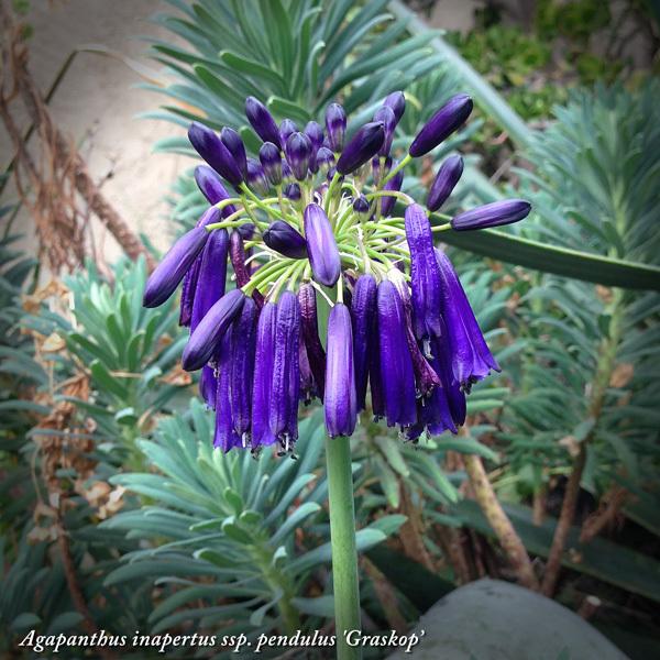 Photo of the bloom of Lily of the Nile (Agapanthus inapertus subsp ...
