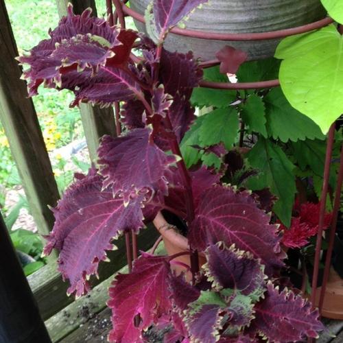Coleus (Coleus scutellarioides 'Red Ruffles') in the Coleus Database ...