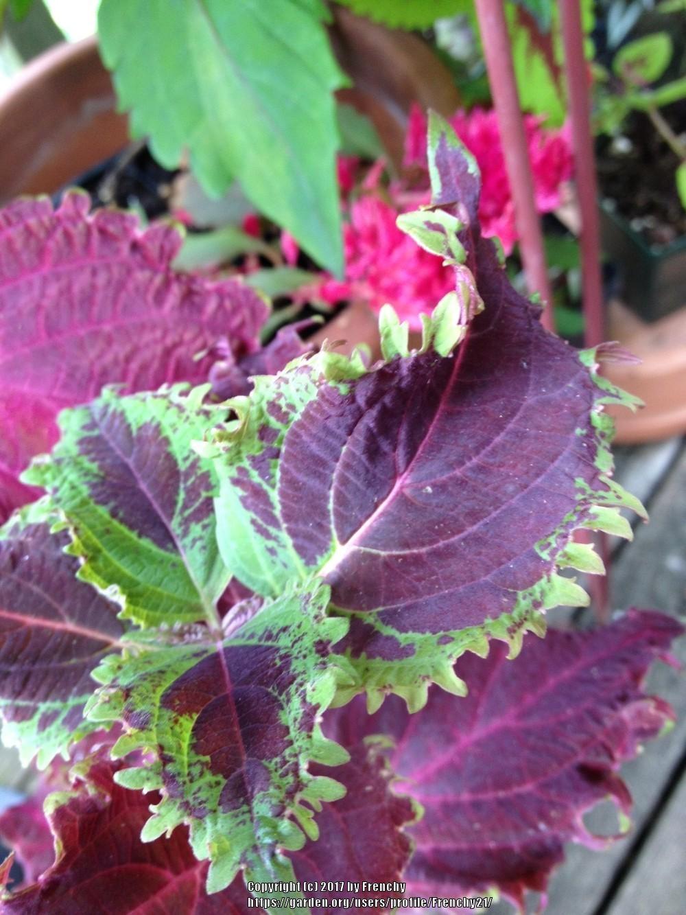 Coleus (Coleus scutellarioides 'Red Ruffles') in the Coleus Database ...
