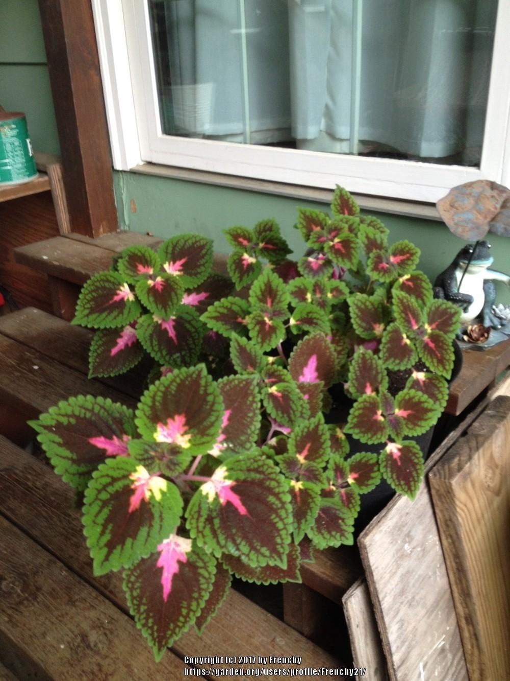 Coleus (Coleus scutellarioides 'Red Trailing Queen') in the Coleus ...