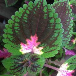 Photo of the leaves of Coleus (Coleus scutellarioides 'Red Trailing ...