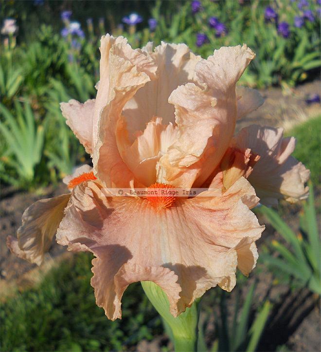 Tall Bearded Iris (Iris 'Candy Store') in the Irises Database - Garden.org