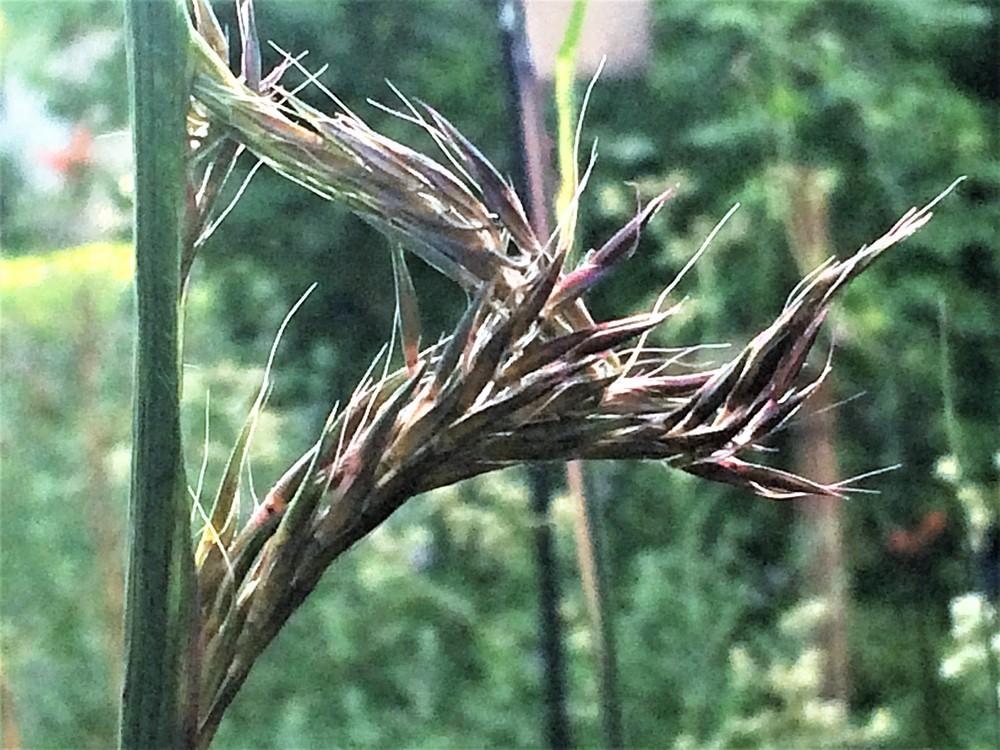 Photo of the seed pods or heads of Big Bluestem (Andropogon gerardii ...