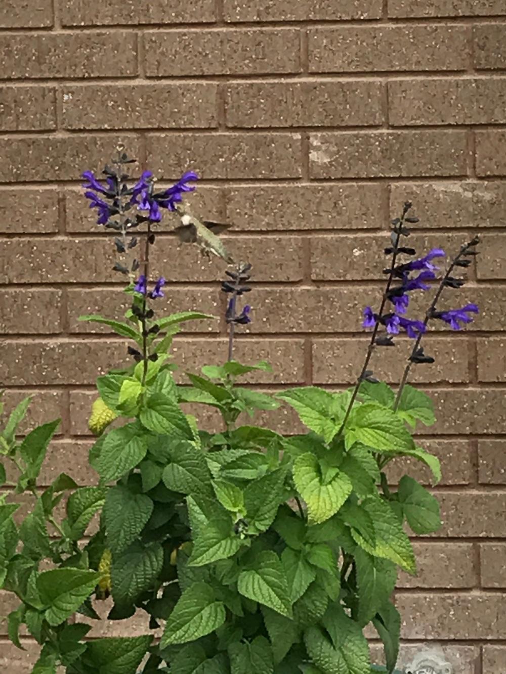 Photo of the entire plant of Salvia (Salvia coerulea Bodacious® Rhythm ...